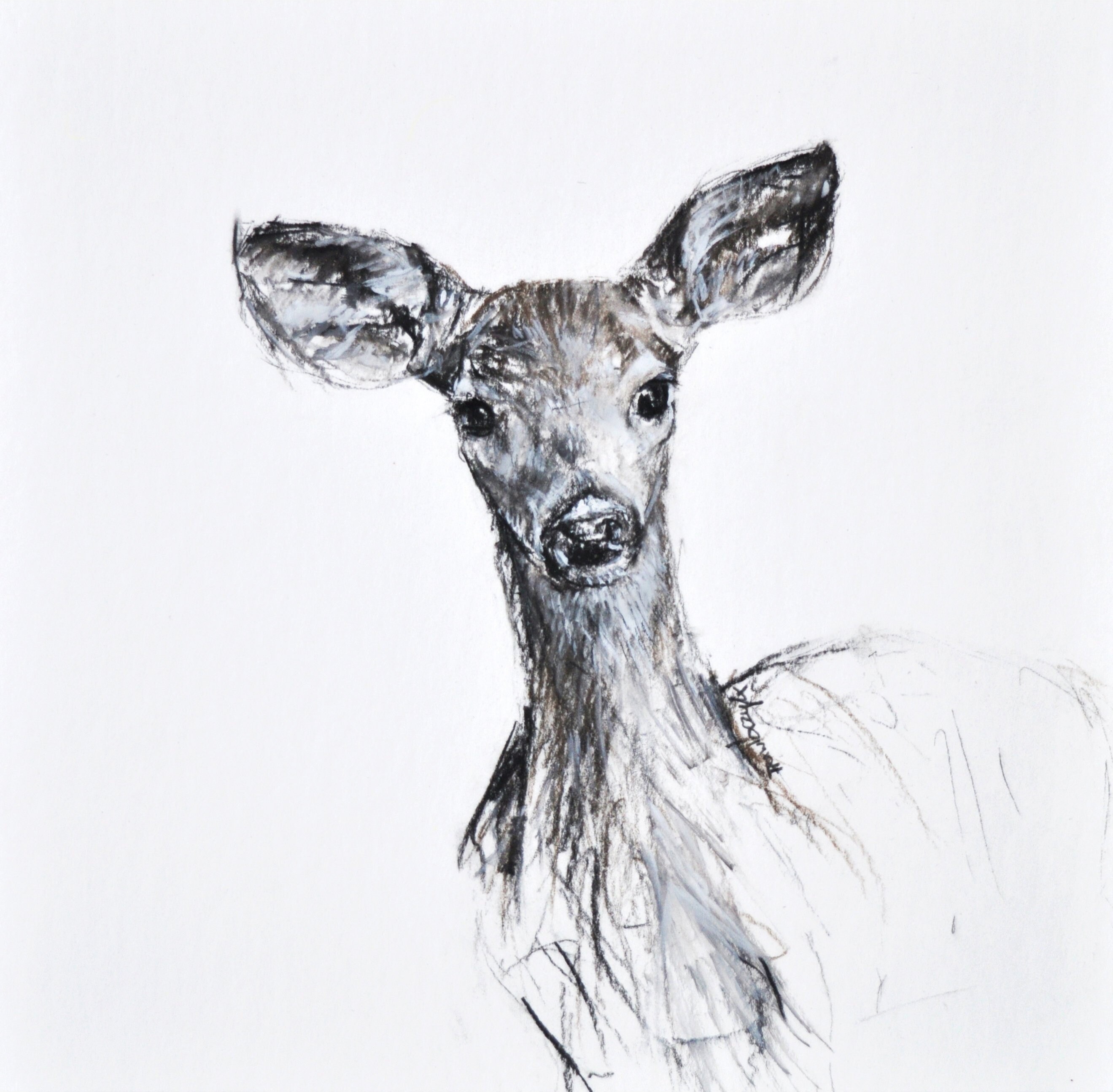Original Sketch of Doe, Charcoal Drawing, Doe Portrait, Wildlife Art ...