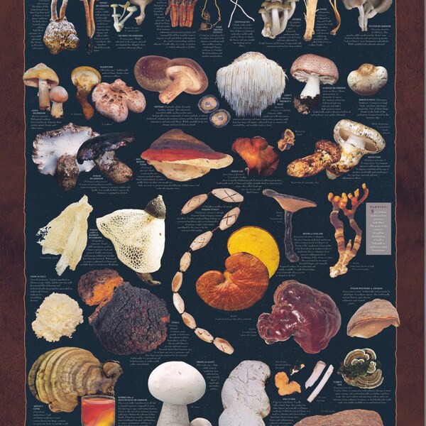 Medicinal Mushroom Poster - Etsy