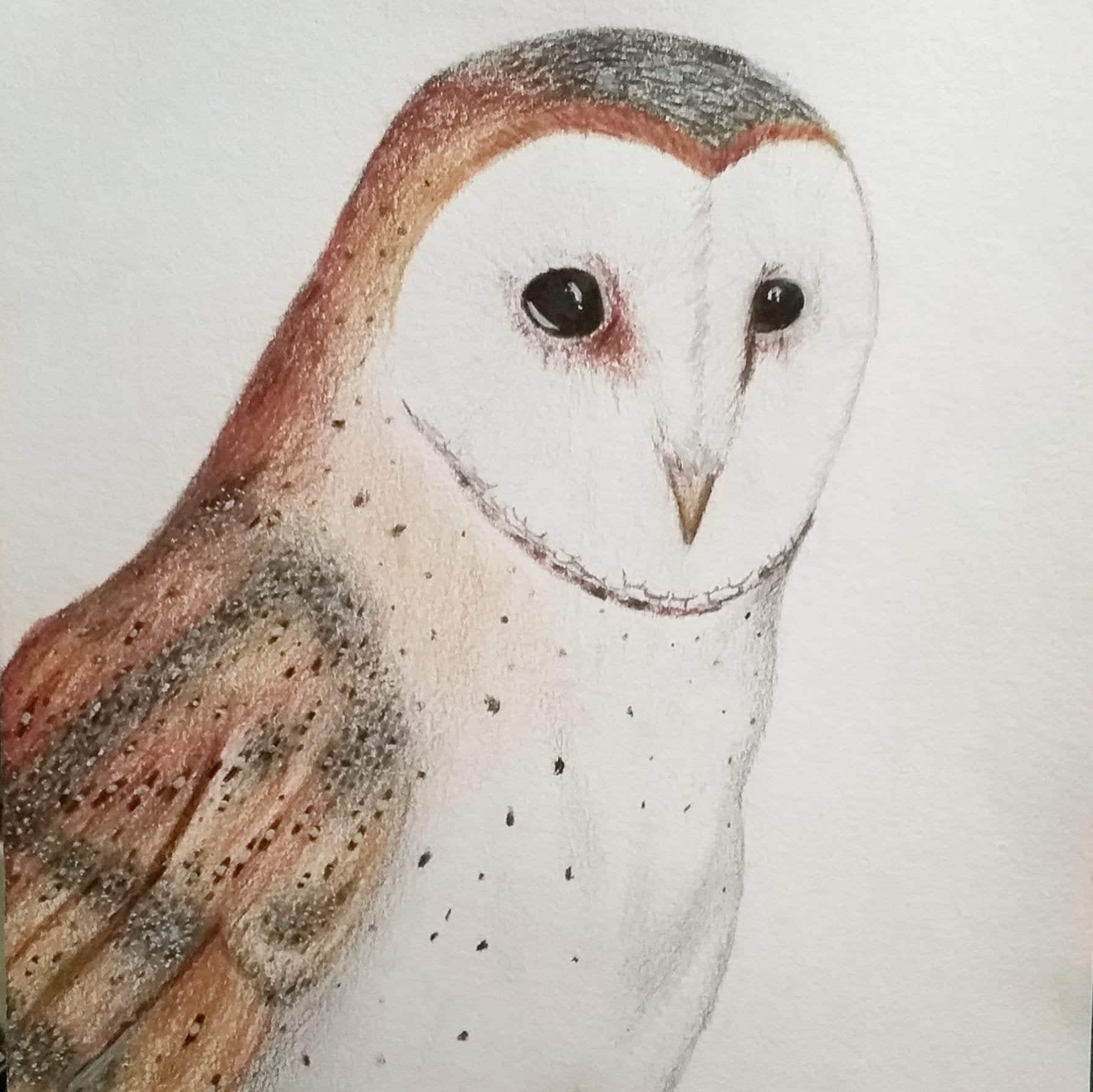 Original 'Barn Owl' Colored Pencil Drawing | Etsy