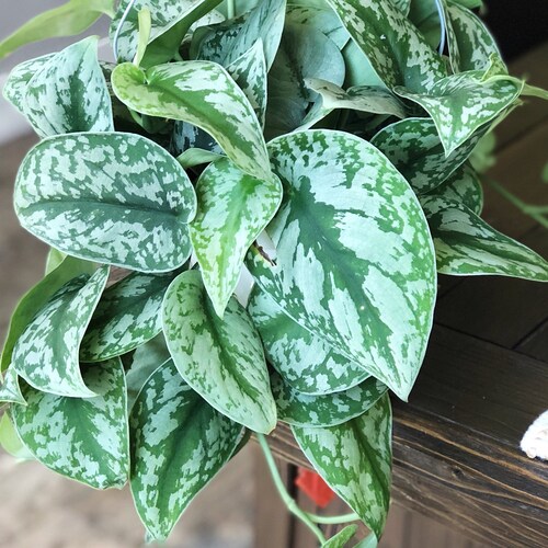 Thorsen's Greenhouse Contemporary Pot Big Leaf Satin Pothos Live ...