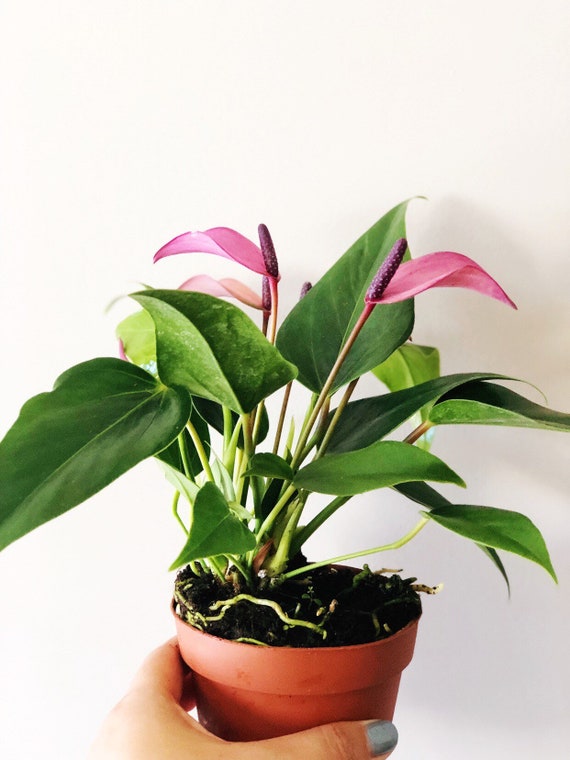 Anthurium Andraeanum