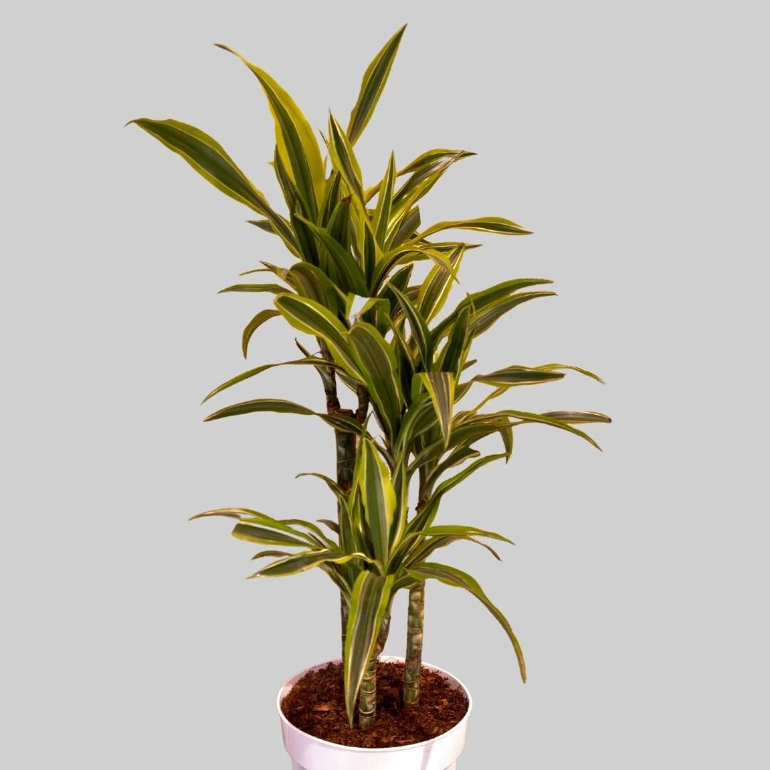 Dracaena Lemon Lime Cane