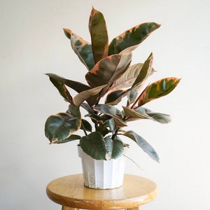 Ficus Decora RUBY Ficus Elastica Rubber Plant Live House - Etsy