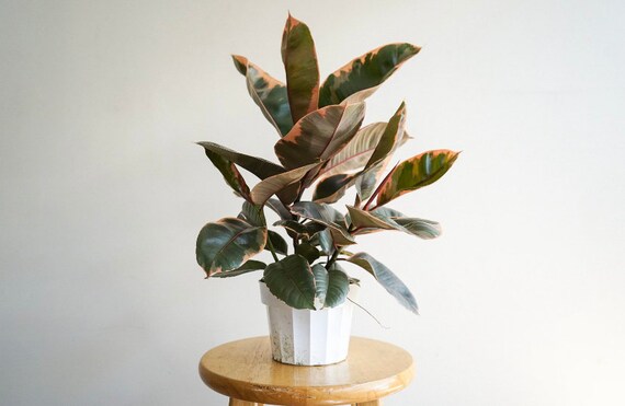 Ficus Decora RUBY Ficus Elastica Rubber Plant Live House - Etsy