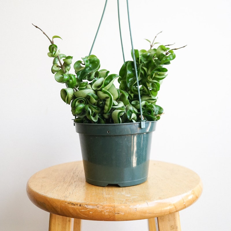 Hindu Rope Plant - Etsy