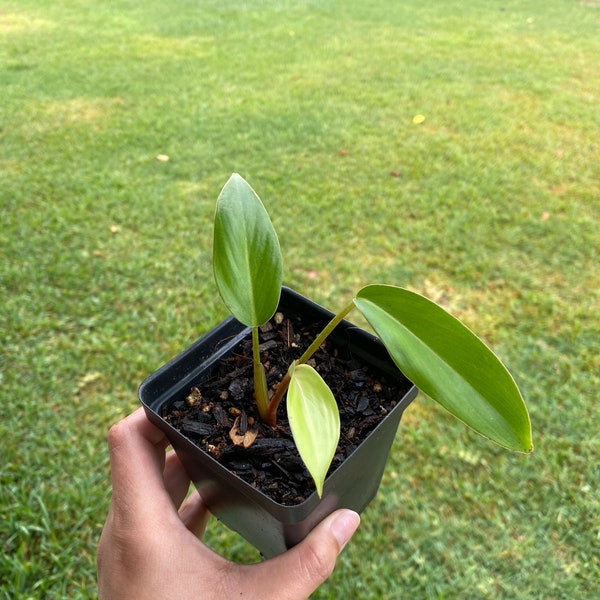 Red Emerald Plant - Etsy