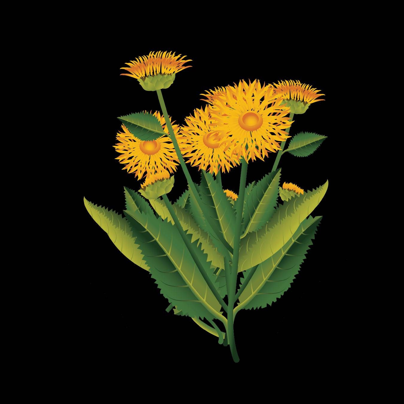 Herbal Stickers Plant Stickers Flower Stickers Plantain - Etsy