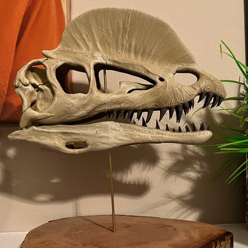 Dilophosaurus Skull 1:1 Scale Model Hand-painted Keepsake and - Etsy