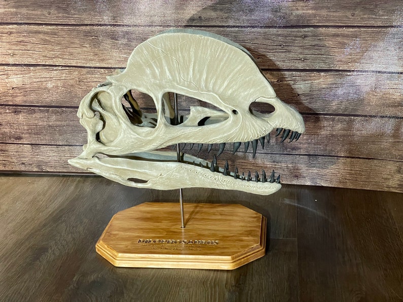 Dilophosaurus Skull 2:3 Scale Model Hand-painted Keepsake and Display ...