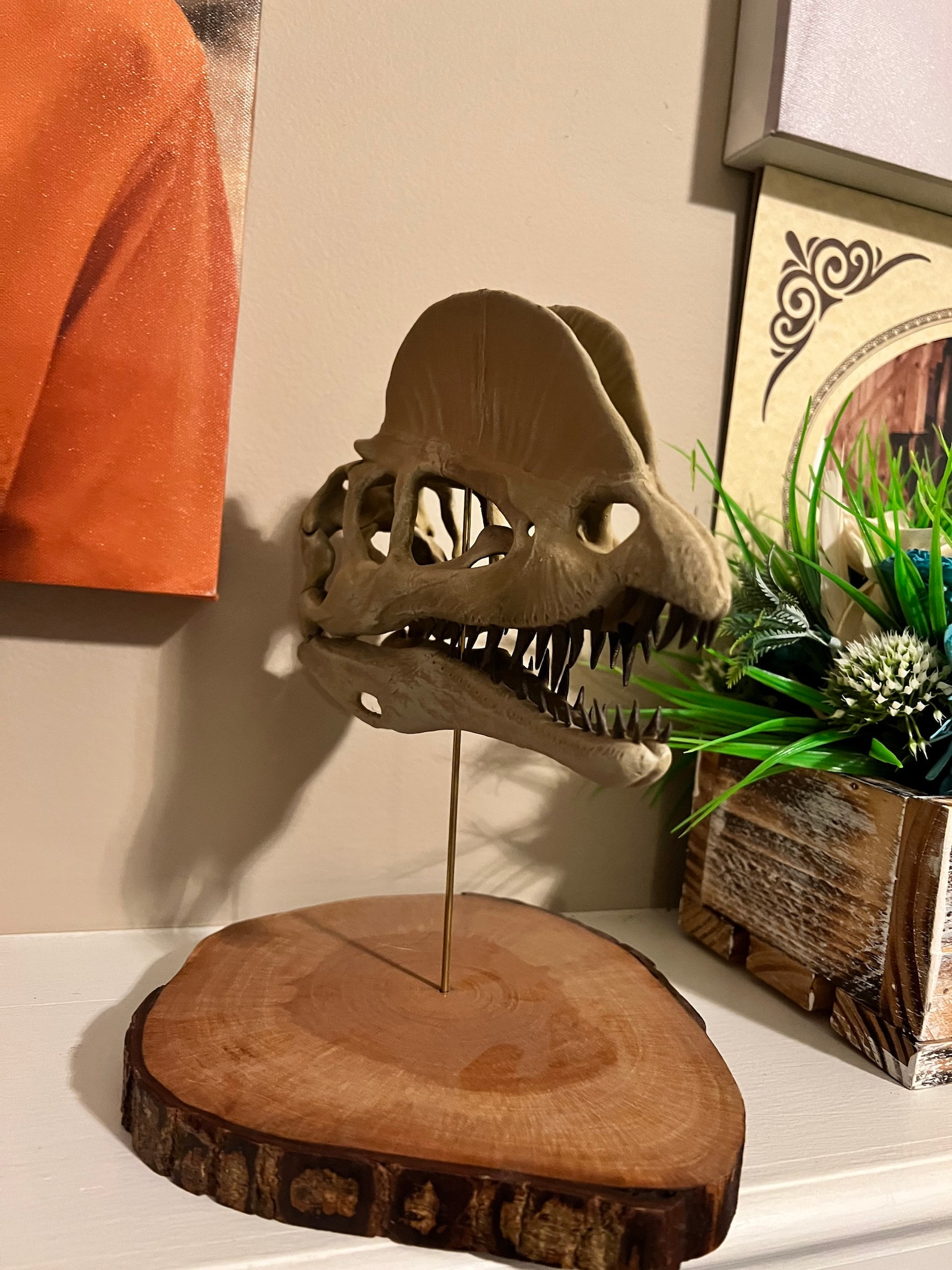 Dilophosaurus Dinosaur Skull Hand Painted Replica 1:3 Scale on - Etsy