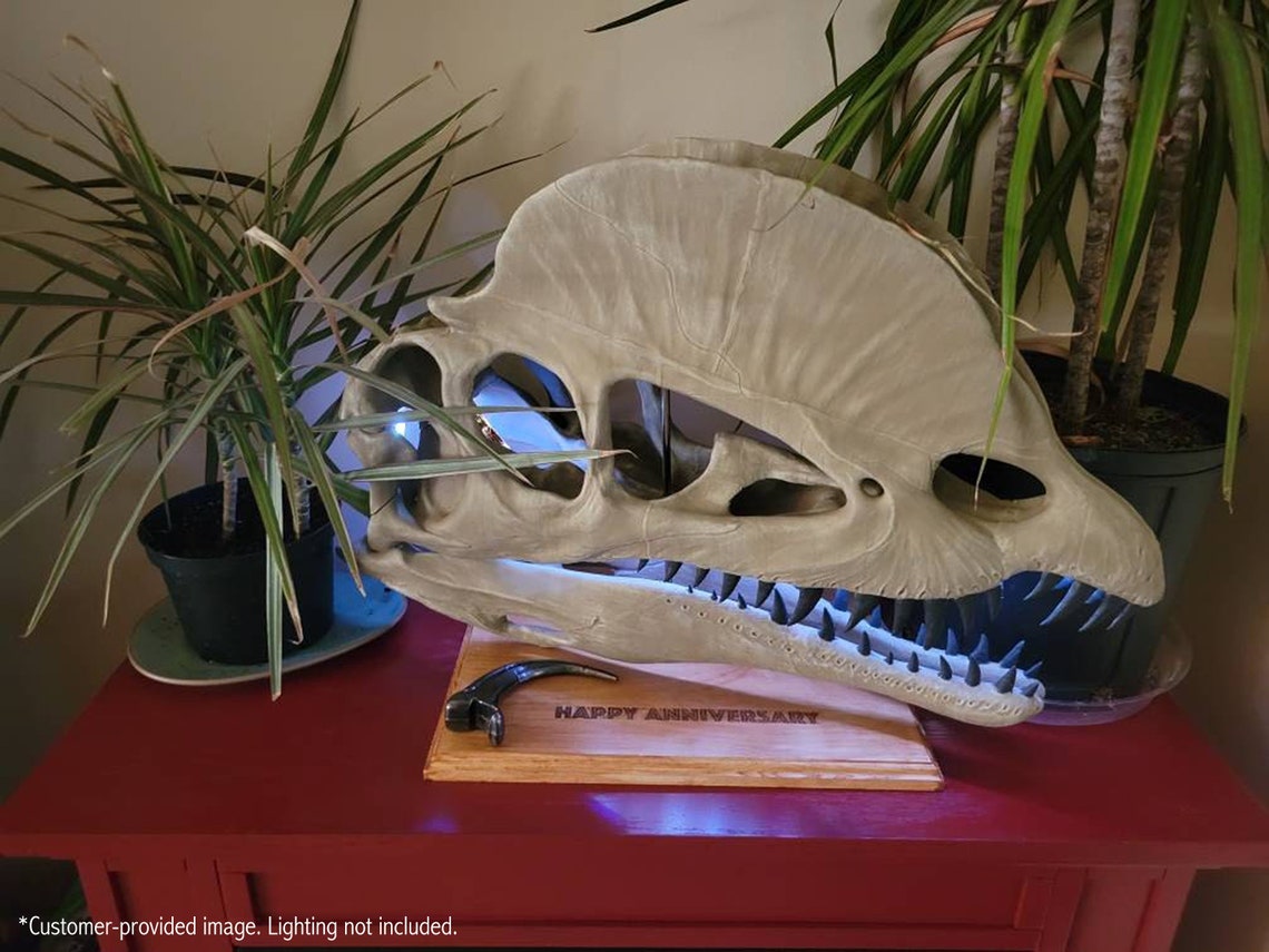 Dilophosaurus Skull 1:1 Scale Model Hand-painted Keepsake and - Etsy
