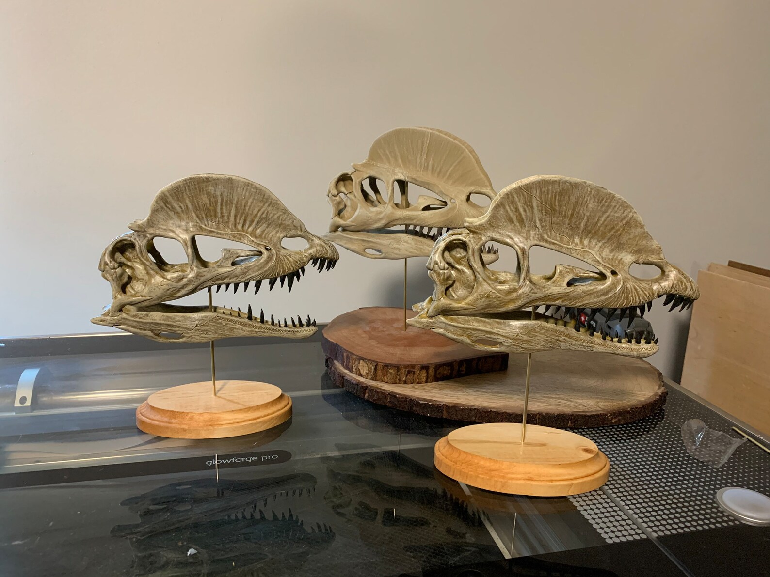 Dilophosaurus Dinosaur Skull Hand Painted Replica 1:3 Scale on - Etsy