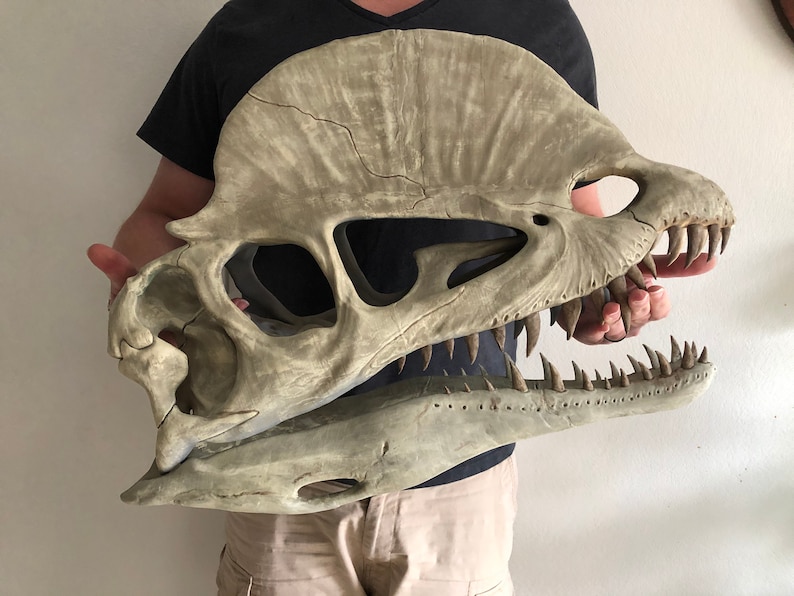 Dilophosaurus Skull 1:1 Scale Model Hand-painted Keepsake and | Etsy UK