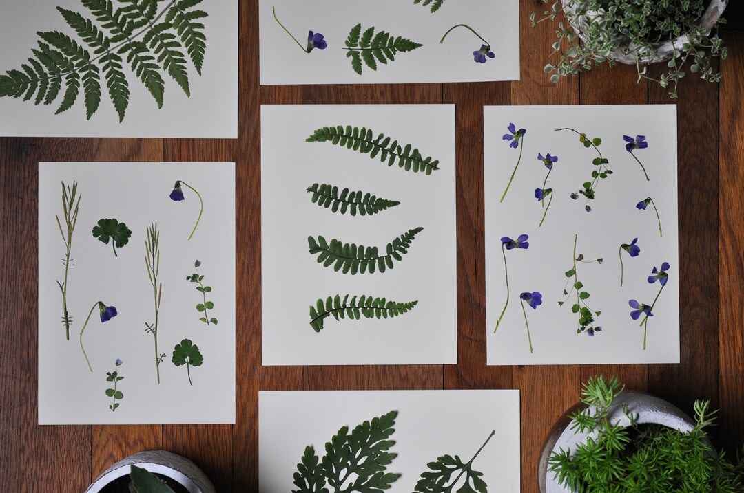 REFILL 6x9" Paper and Cardboard for Flower Press - Etsy