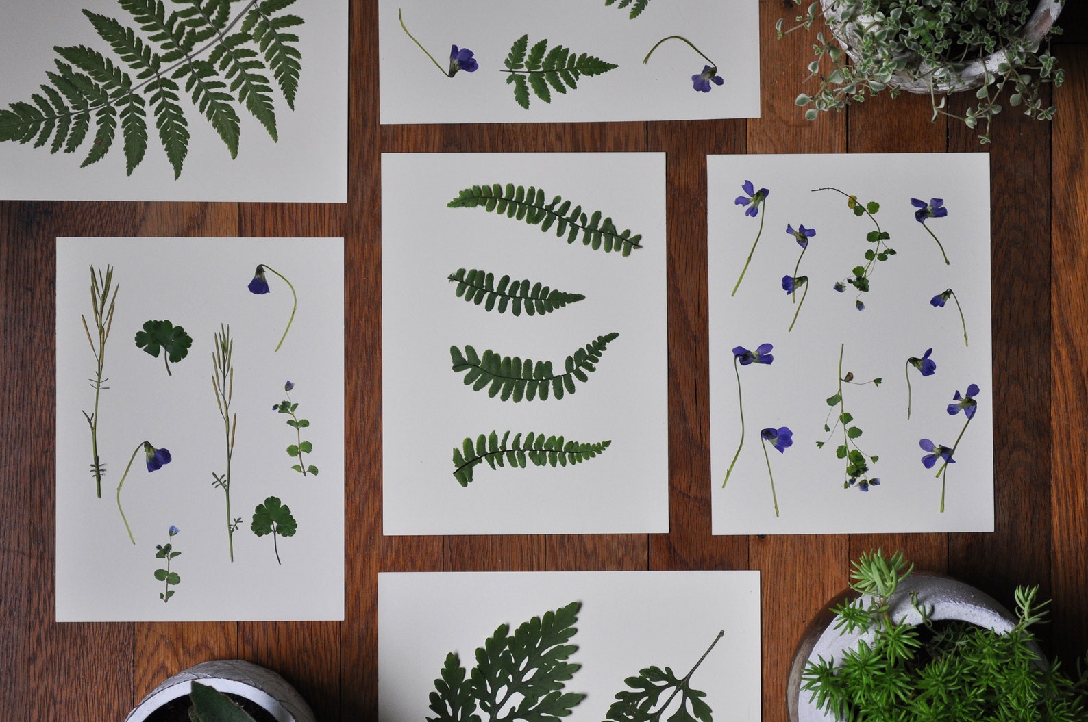 Flower Plant Press Kit, Rustic Botanical Solid Wood Press With Honey ...
