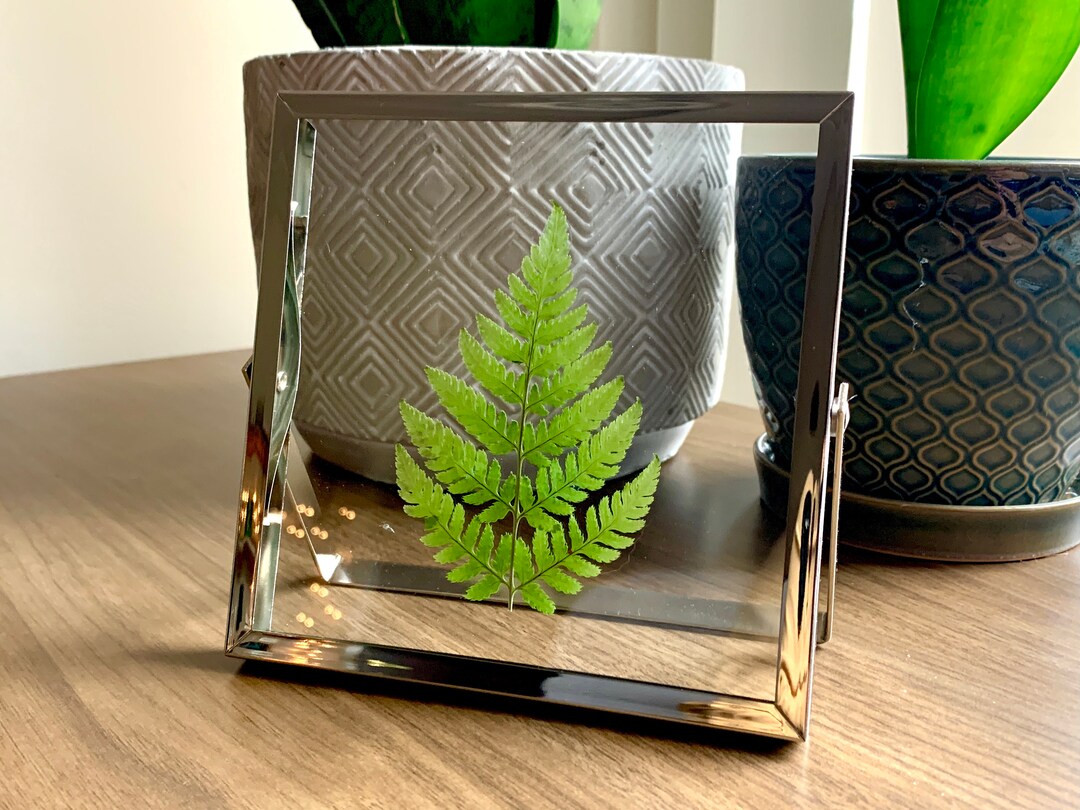 5.5" Silver Framed Pressed Flower Herbarium in Fern or Queen Anne's ...