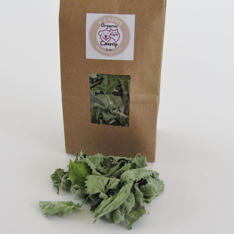 Catnip Seeds - Etsy