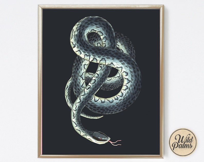 Vintage Snake (black) - Vintage Style - Art Print - Etsy