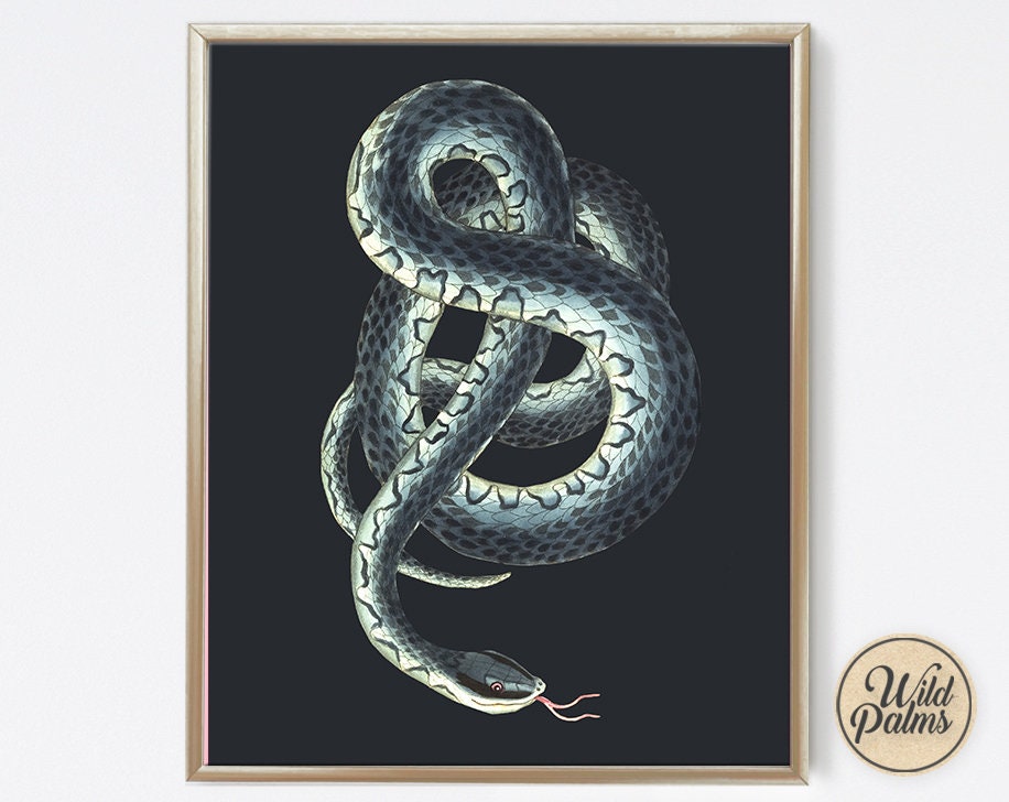 Vintage Snake (black) - Vintage Style - Art Print - Etsy