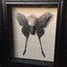 Gunmetal Bullet Moth Faux Taxidermy - Etsy
