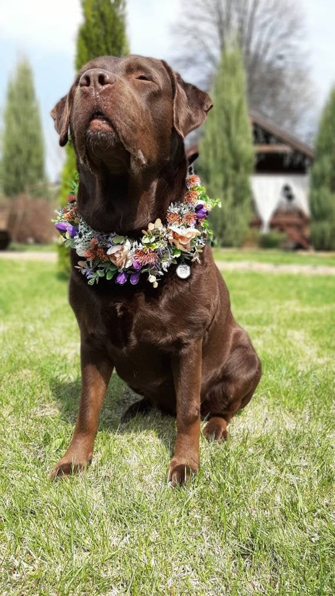 Customizable Pet Flower Collar | Faux Floral Dog & Cat Wedding ...