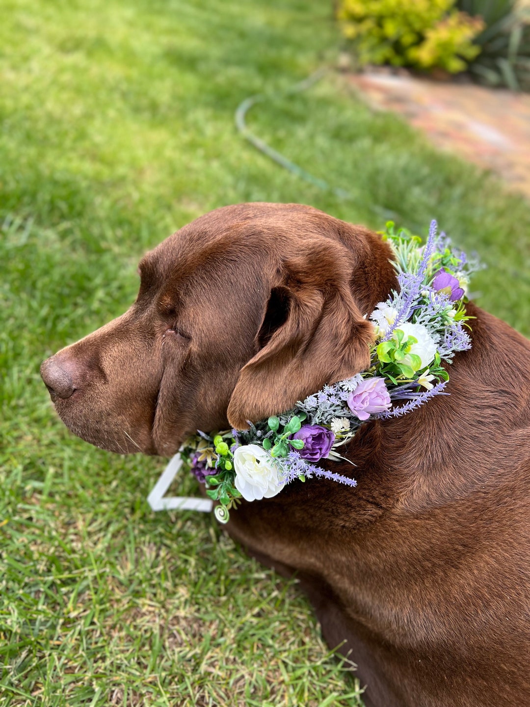Lavender Pet Flower Collar, Flower Crown for Dog, Purple Pet Wreath ...