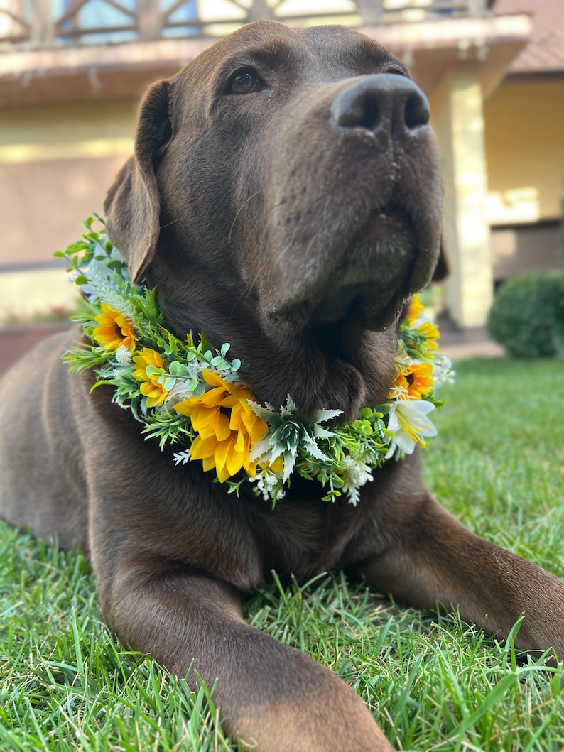 Customizable Sunflower Pet Flower Collar With Greenery and White ...