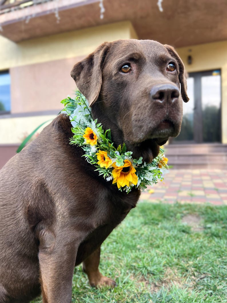 Customizable Sunflower Pet Flower Collar With Greenery and White ...
