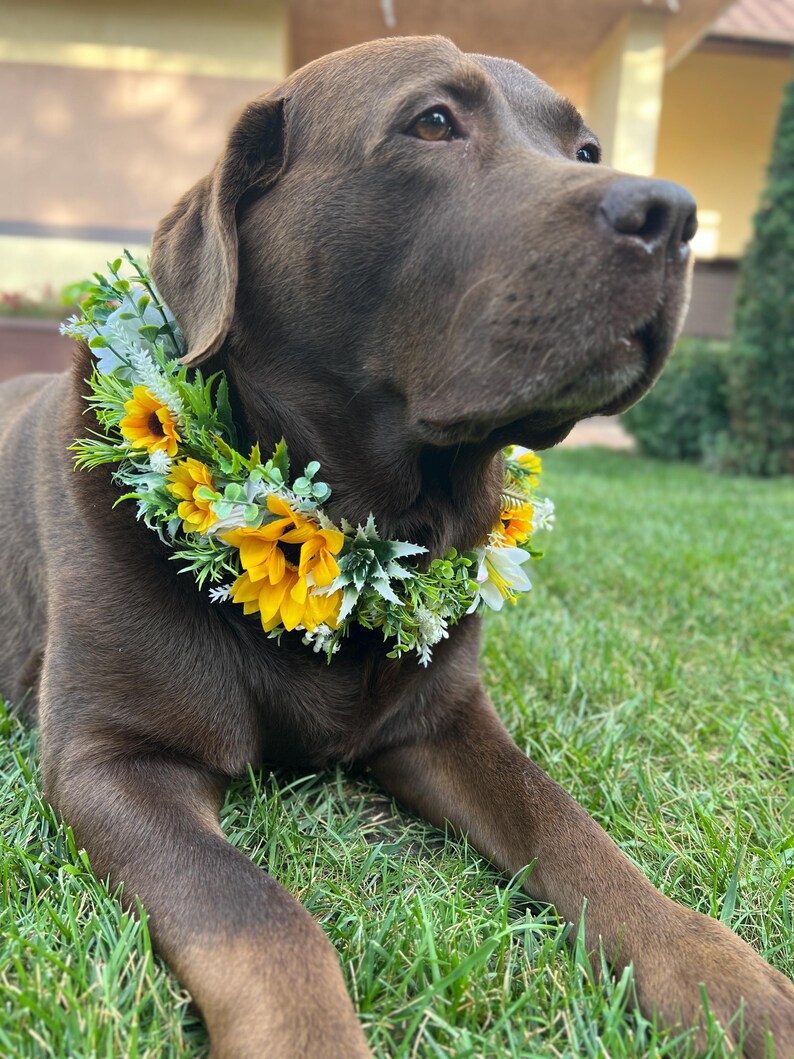 Customizable Sunflower Pet Flower Collar With Greenery and White ...