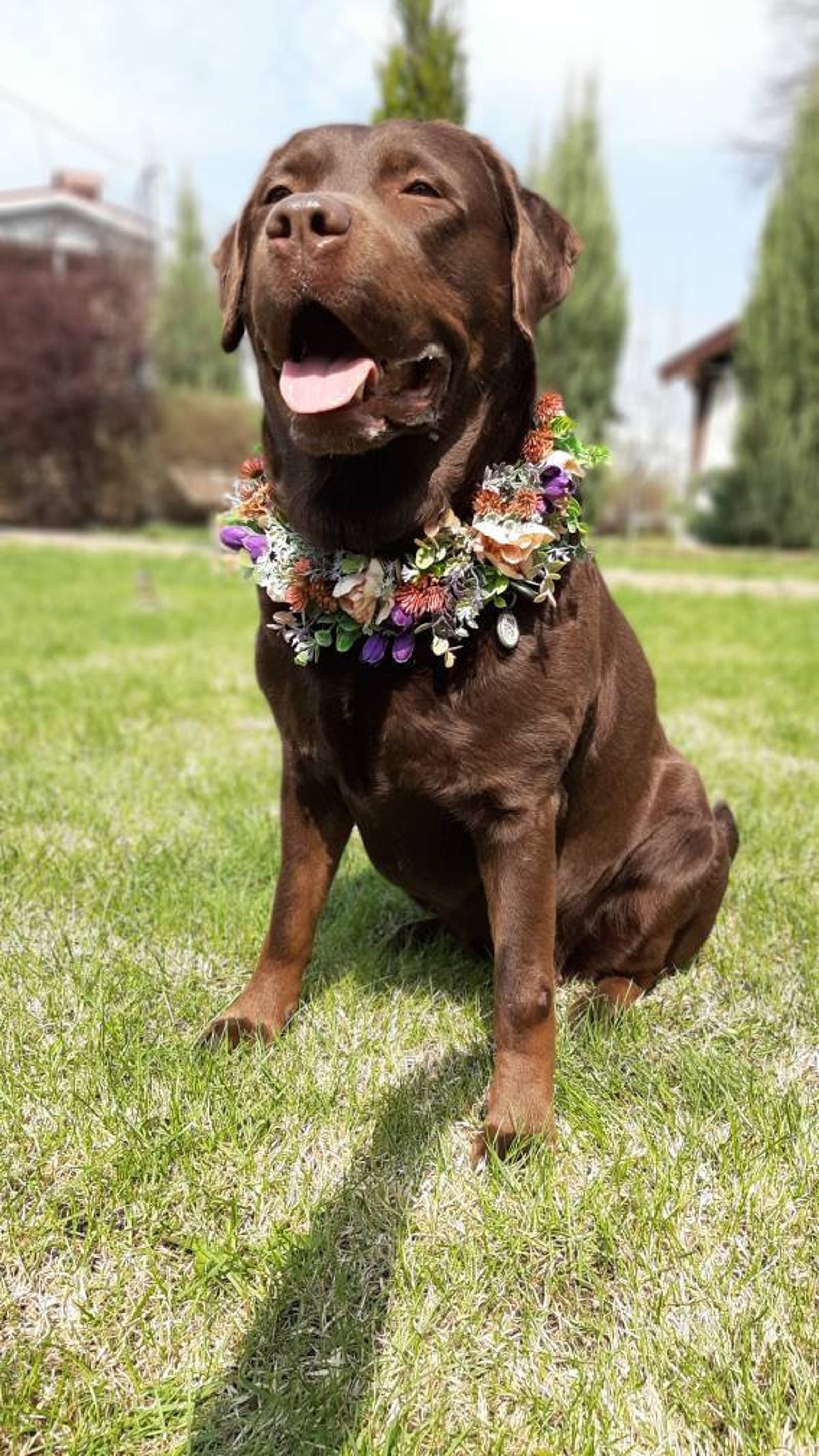Customizable Pet Flower Collar | Faux Floral Dog & Cat Wedding ...
