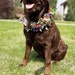 Customizable Pet Flower Collar | Faux Floral Dog & Cat Wedding ...