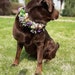 Customizable Pet Flower Collar | Faux Floral Dog & Cat Wedding ...