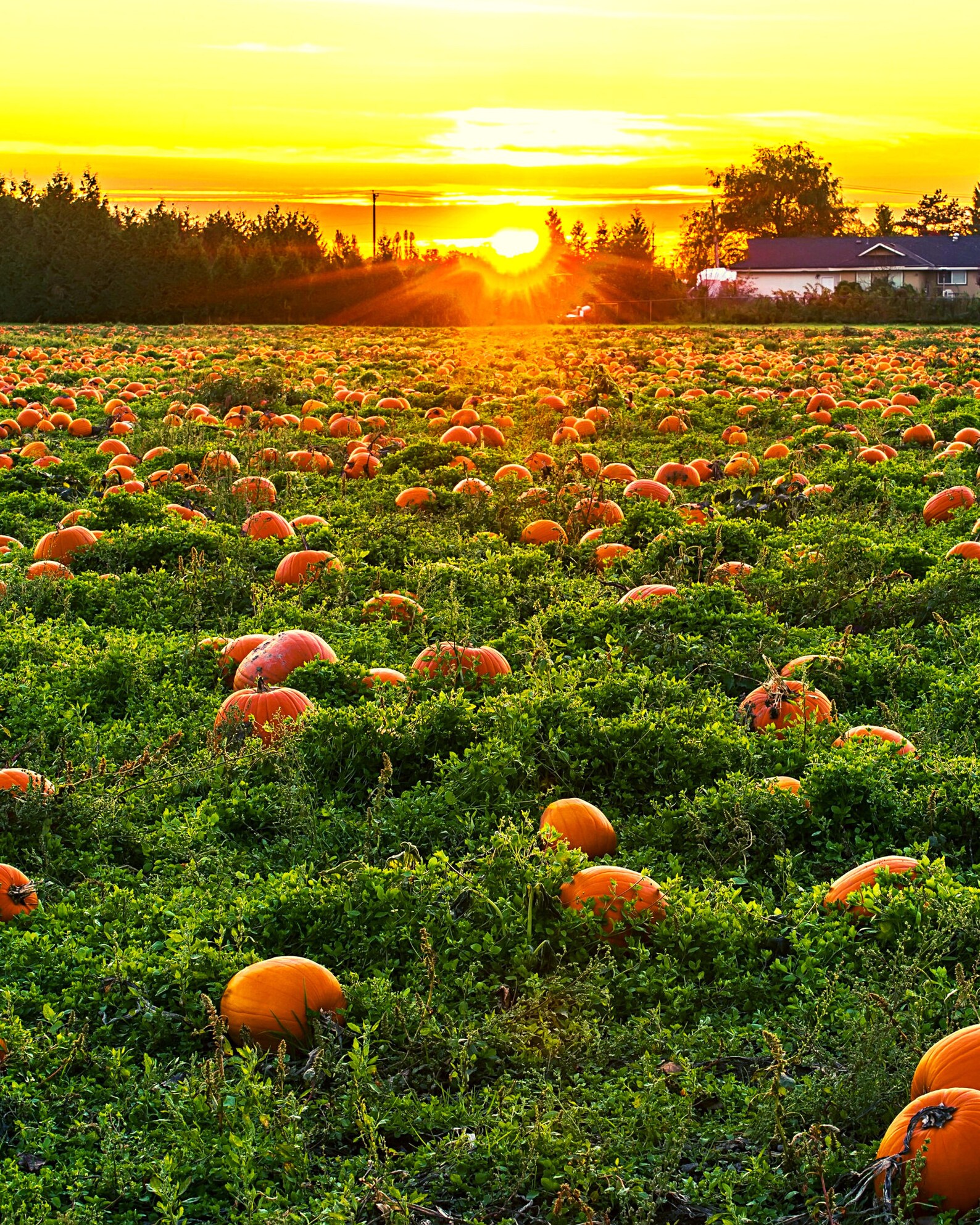 Pumpkin Patch Wall Art/ Digital Download/ Instant Art/ Pumpkin Art ...