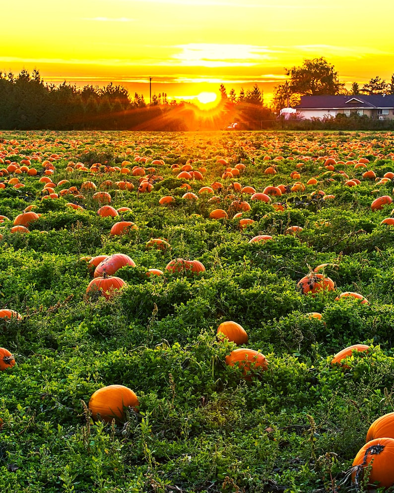 Pumpkin Patch Wall Art/ Digital Download/ Instant Art/ Pumpkin Art ...