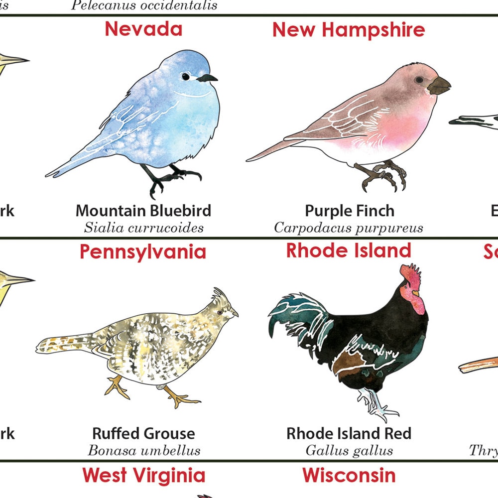 Birds of North America, State Birds of the United States, Bird ...