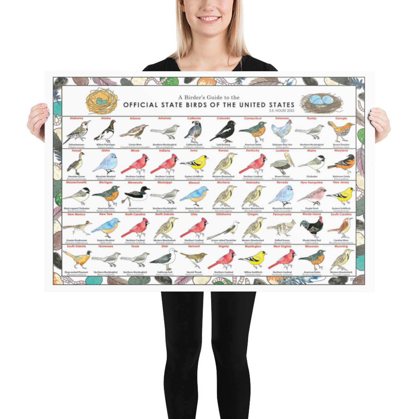 Birds of North America, State Birds of the United States, Bird ...