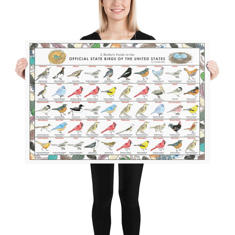 Birds of North America, State Birds of the United States, Bird ...
