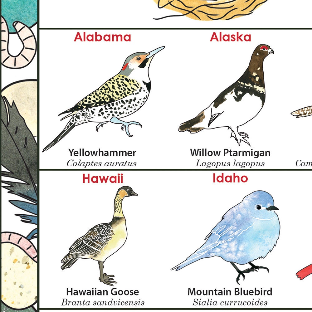Birds of North America, State Birds of the United States, Bird ...