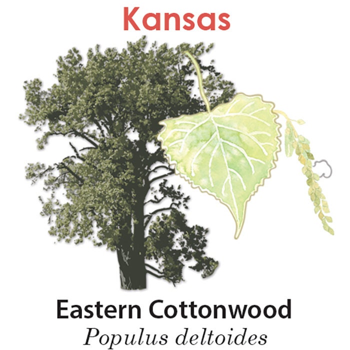 Trees of North America, State Trees of the United States, Tree ...
