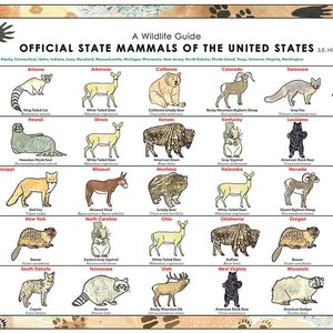 State Mammals of the United States Poster, United States Wildlife Guide ...
