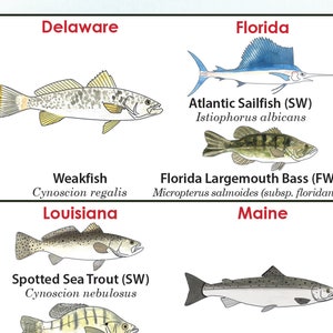 State Fish of the United States Poster, Fish Chart, Fish Field Guide ...