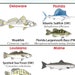 State Fish of the United States Poster, Fish Chart, Fish Field Guide ...
