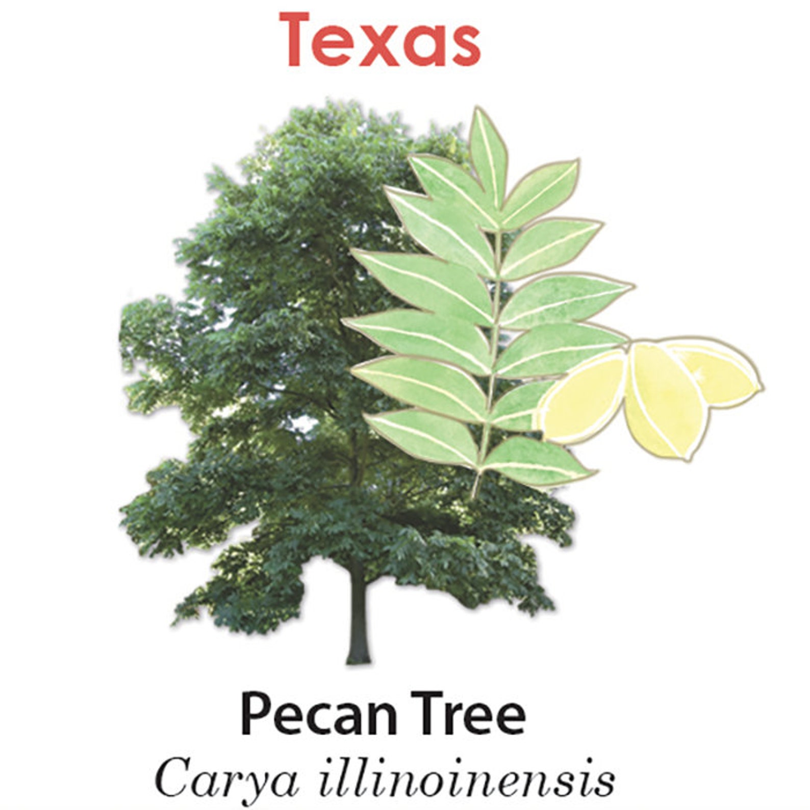 Trees of North America, State Trees of the United States, Tree ...