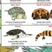 State Reptiles of the United States Herpetology Poster Print - Etsy