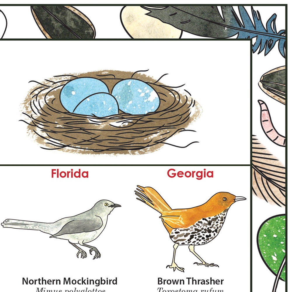 Birds of North America, State Birds of the United States, Bird ...