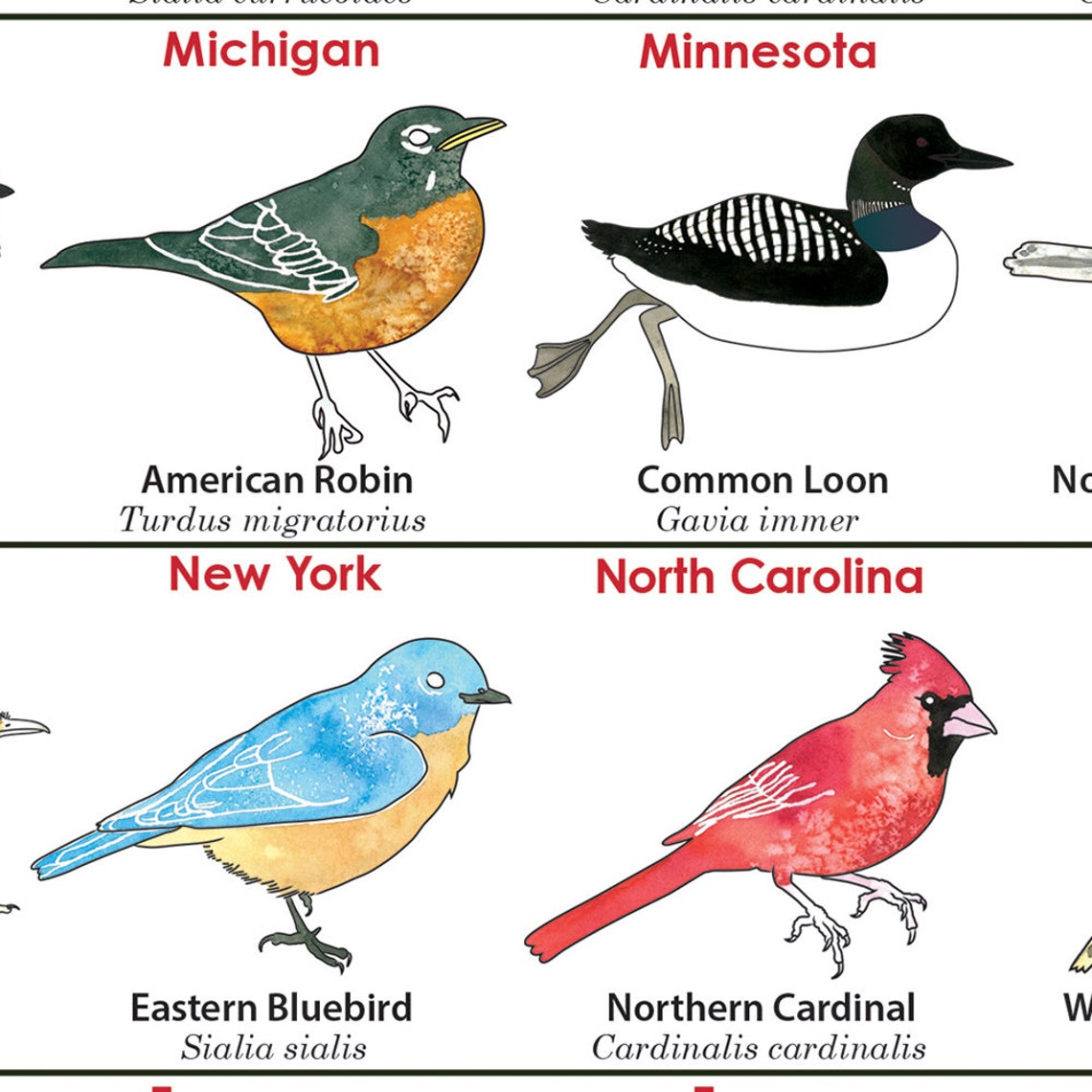 Birds of North America, State Birds of the United States, Bird ...