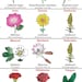 State Flowers Poster, Flowers of North America, Flowers of the United ...