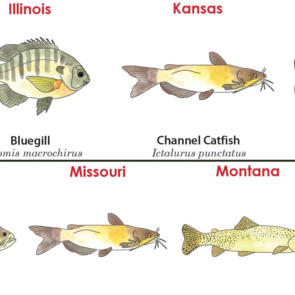 State Fish of the United States Poster, Fish Chart, Fish Field Guide ...