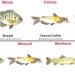 State Fish of the United States Poster, Fish Chart, Fish Field Guide ...