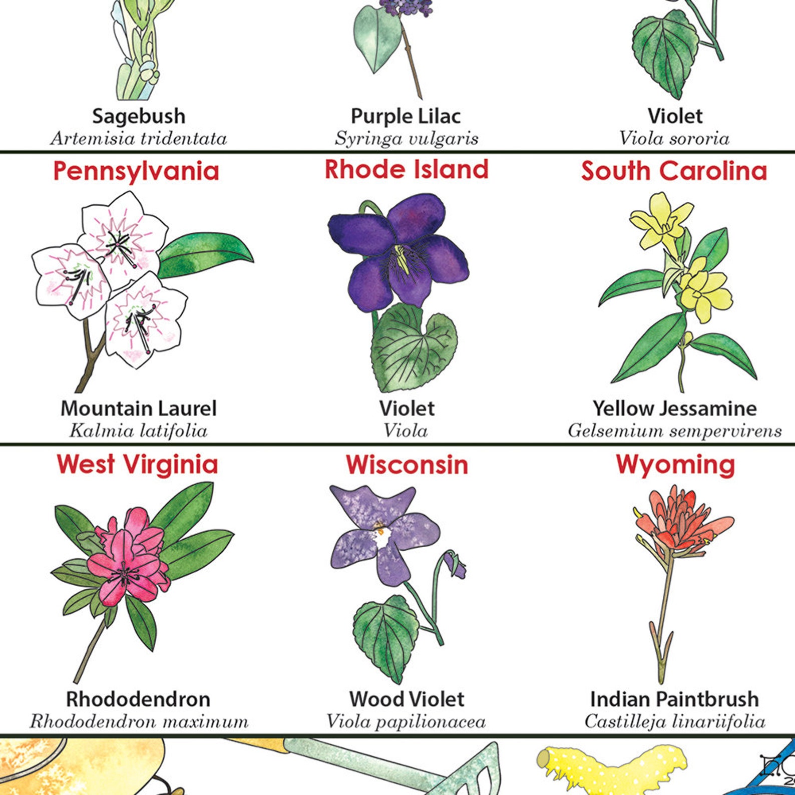 State Flowers Poster, Flowers of North America, Flowers of the United ...